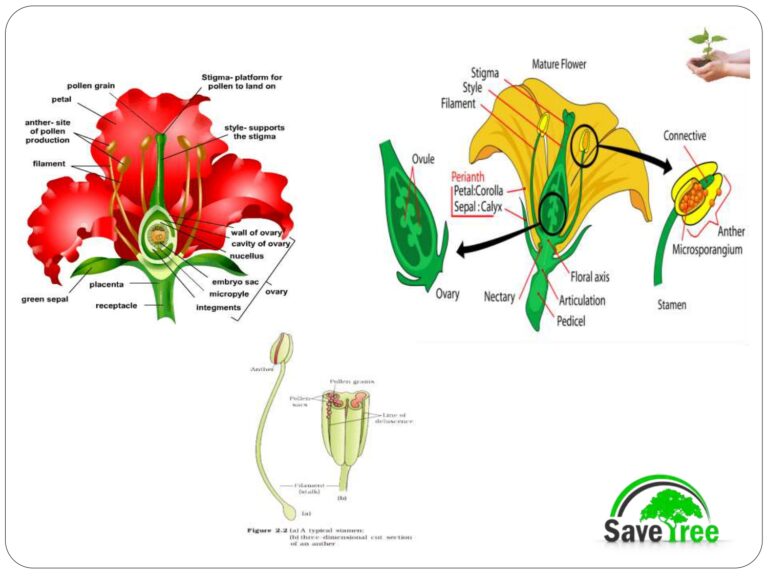 Class 12 Biology Chapter 2 Sexual Reproduction In Flowering Plants ...