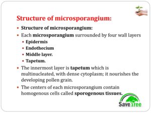 Class 12 Biology Chapter 2 Sexual Reproduction In Flowering Plants ...