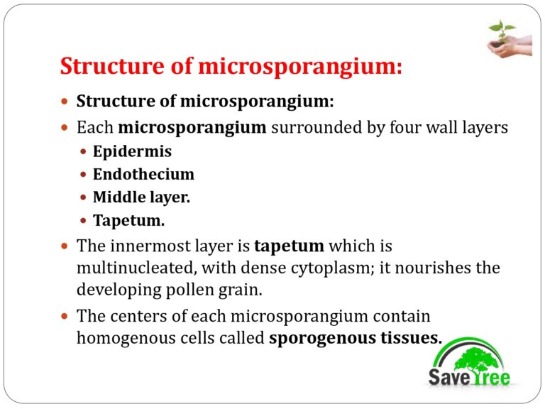 Class 12 Biology Chapter 2 Sexual Reproduction In Flowering Plants ...
