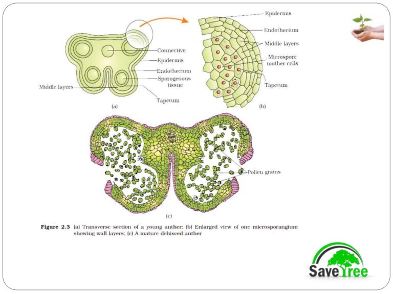 Class 12 Biology Chapter 2 Sexual Reproduction In Flowering Plants ...
