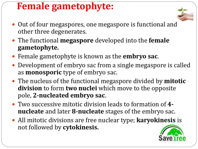 Class 12 Biology Chapter 2 Sexual Reproduction In Flowering Plants ...