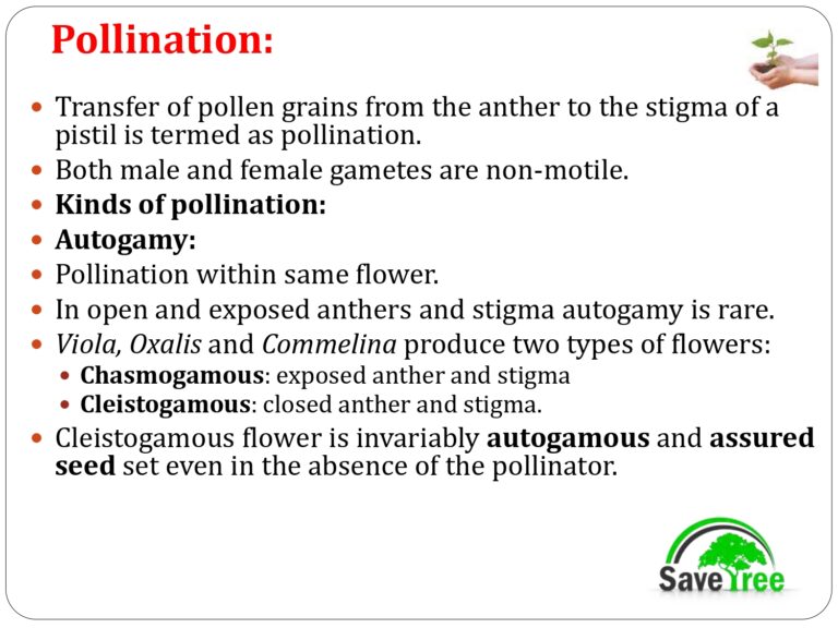 Class 12 Biology Chapter 2 Sexual Reproduction In Flowering Plants ...