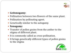 Class 12 Biology Chapter 2 Sexual Reproduction In Flowering Plants ...