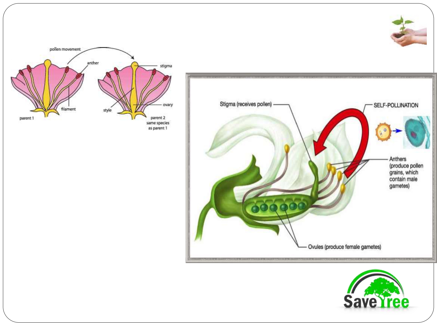 Class 12 Biology Chapter 2 Sexual Reproduction In Flowering Plants ...