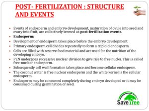 Class 12 Biology Chapter 2 Sexual Reproduction In Flowering Plants ...