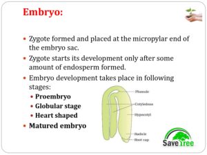 Class 12 Biology Chapter 2 Sexual Reproduction In Flowering Plants ...