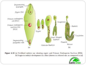 Class 12 Biology Chapter 2 Sexual Reproduction In Flowering Plants ...