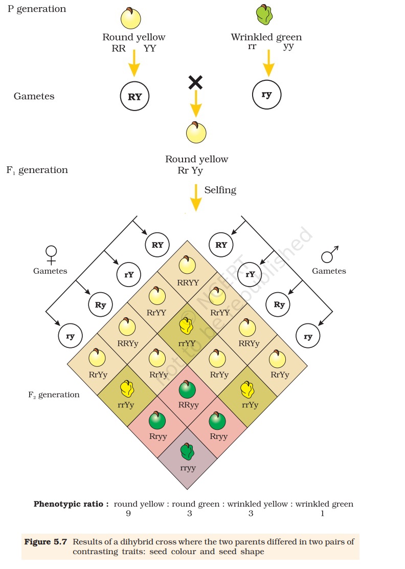 Class 12 Biology Chapter 5 Principles of Inheritance and Variation ...