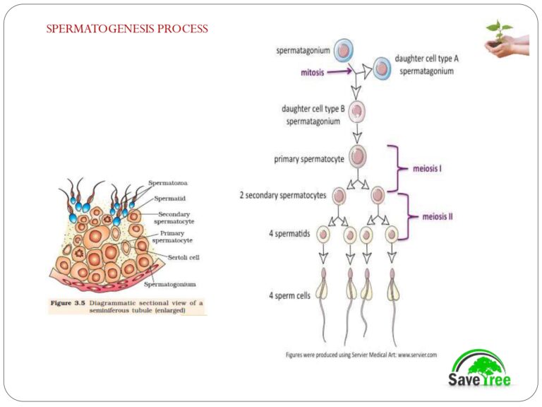 Class 12 Biology Chapter 3 Human Reproduction Presentation - CBSE CONTENT