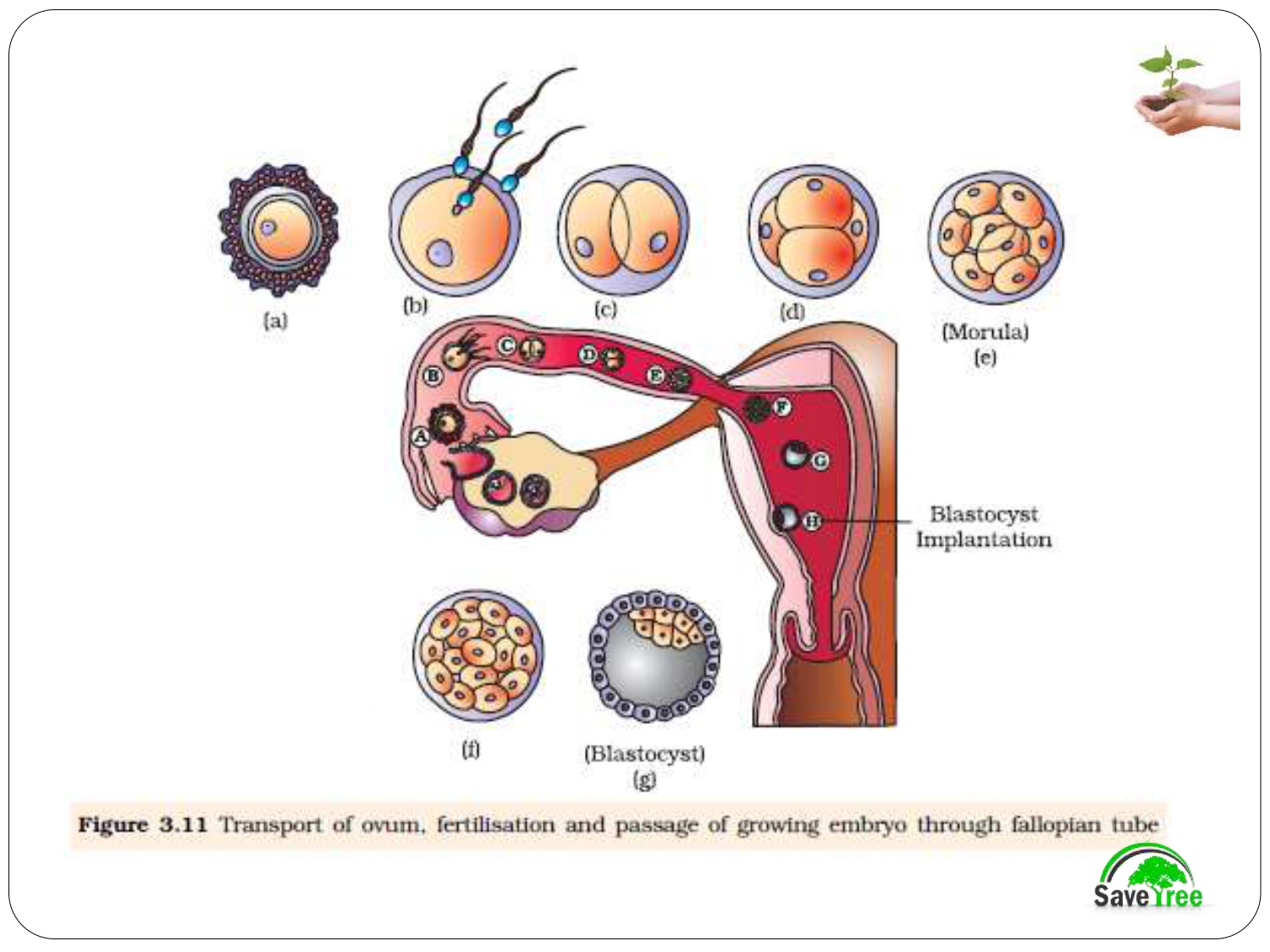 Class 12 Biology Chapter 3 Human Reproduction Presentation - CBSE CONTENT