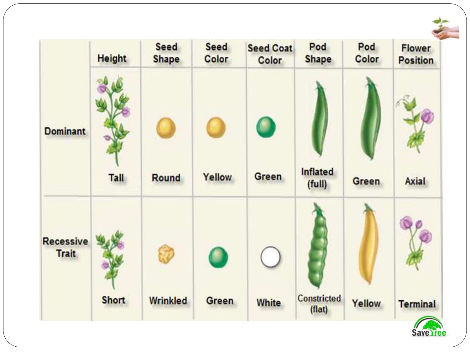 Class 12 Biology Chapter 5 Principles of Inheritance and Variation ...