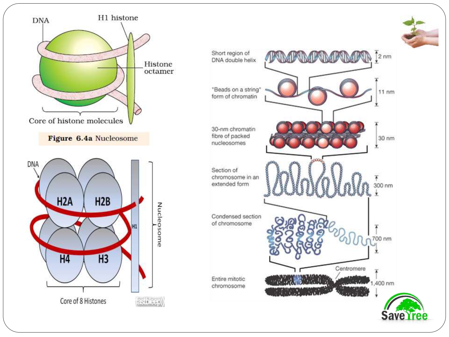 Class 12 Biology Chapter 6 Molecular Basis of Inheritance Presentation ...