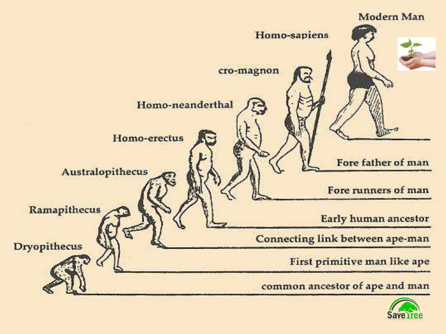 Class 12 Biology Chapter 7 Evolution Presentation - CBSE CONTENT