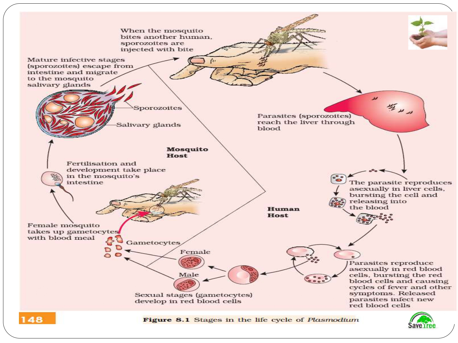 Class 12 Biology Chapter 8 Human Health and Disease Presentation - CBSE ...
